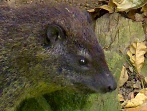 Scientists Discover New Species of Tree Hyrax | Biology | Sci-News.com
