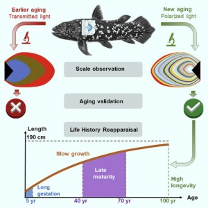 African Coelacanths Can Live for Up To 100 Years, Scale Analysis Shows ...