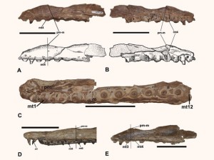 New Mosasaur Species Uncovered in Kansas | Paleontology | Sci-News.com