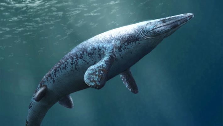 New Mosasaur Species Uncovered in Kansas | Paleontology | Sci-News.com