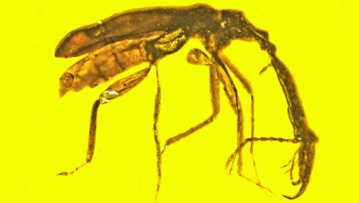 ‘Mammoth Weevil’ Found Preserved in Mid-Cretaceous Amber | Paleontology ...