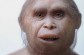 Mystery Archaic Hominins Lived in Sulawesi 1.04 Million Years Ago | Sci ...