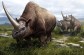 Ancient and Modern DNA Reveals Evolutionary History of Rhinoceros ...