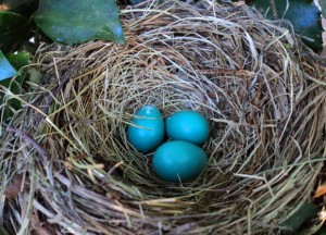 Researchers Find Universal Formula for Egg Shape | Sci.News