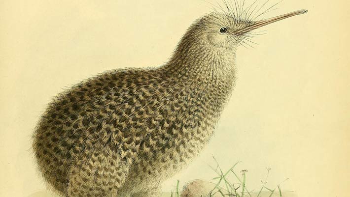 Fossil of Extinct Kiwi Species Found in New Zealand | Paleontology ...