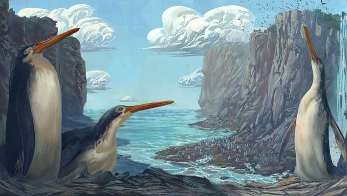New Giant Penguin Species Unearthed in New Zealand | Sci.News