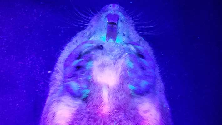 Scientists Observe Biofluorescence in Burrowing Mammals for First Time ...