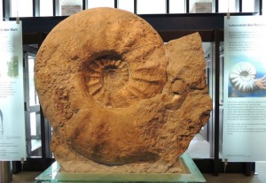 Giant Ammonites Once Thrived on Both Sides of Atlantic | Sci.News