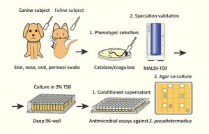 Feline Antimicrobial Bacterium May Help Fight Difficult-to-Treat Animal ...
