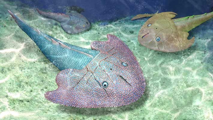 Early Devonian Fish Had Triangular Head Shield | Sci.News