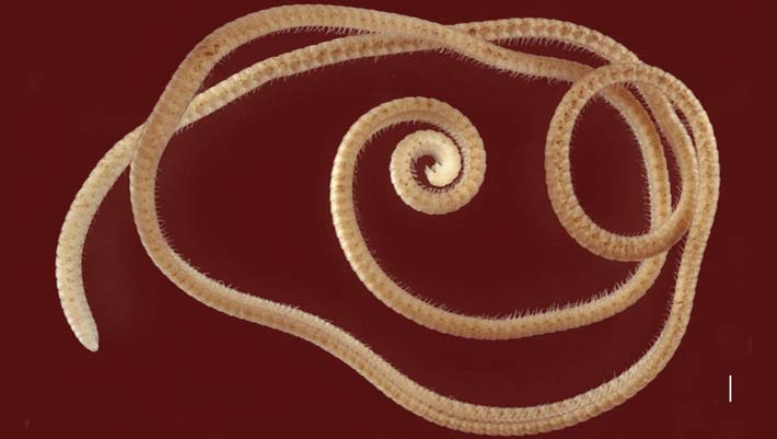 New Record-Setting Species of Millipede Has 1,306 Legs | Sci.News
