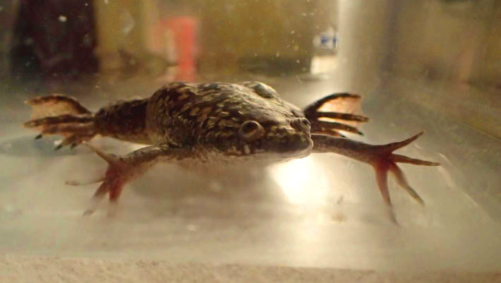 Researchers Successfully Regrow African Clawed Frog’s Lost Leg | Sci.News