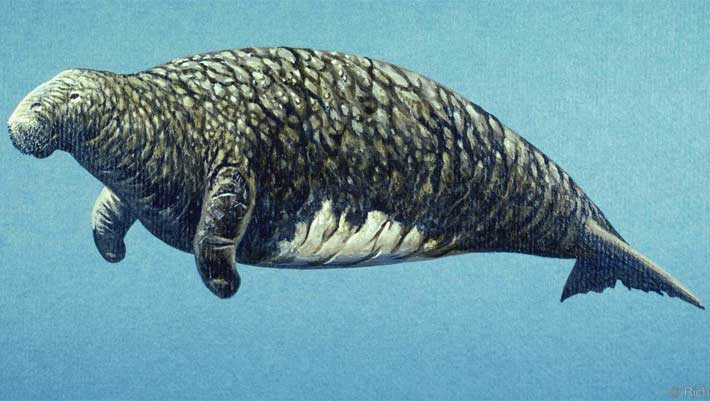 Genetic Secrets of Steller’s Sea Cow Revealed | Sci.News