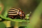 New Study Sheds Light on How Colorado Potato Beetles Rapidly Evolve ...