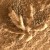 NASA’s Curiosity Rover Finds ‘Coral’ on Mars | Sci.News