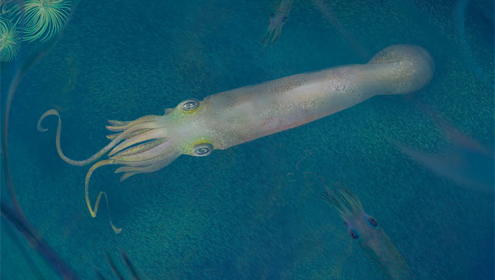 Carboniferous Vampire-Squid-Like Cephalopod Had Ten Arms | Sci.News