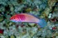 New Species of Fairy Wrasse Discovered | Sci.News