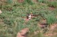 Brandt’s Voles Trim Tall Grass to Watch Predatory Birds, Study Shows ...