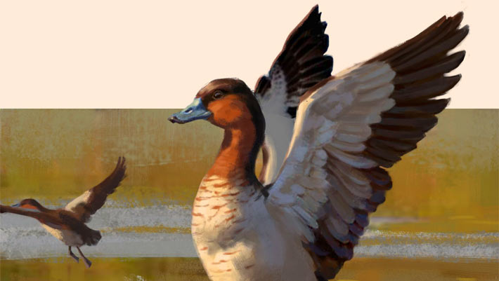 Fossil of New Duck Species Found in New Zealand | Sci.News