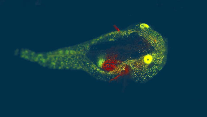 Prominent Biofluorescence Discovered in Arctic Fish | Sci.News