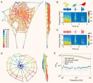 Orb-Weaving Spiders Use Their Web as Acoustic Antenna | Sci.News