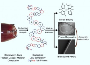 Study: Bloodworms Use Copper Harvested From Marine Sediments to Form ...