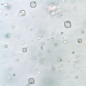 830-Million-Year-Old Microorganisms Found in Australian Halite | Sci.News