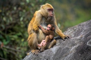 New Species of Macaque Identified in India | Sci.News