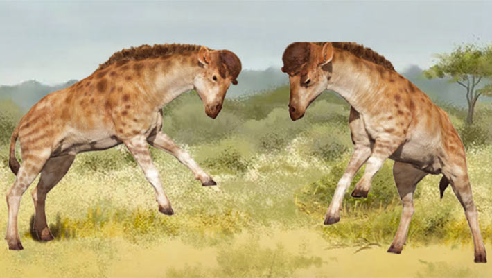 Miocene Giraffe Had Disk-Shaped Headgear and Head-Neck Joints Adapted ...