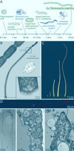 Newly-Discovered Species of Bacterium is Visible to Naked Eye | Sci.News