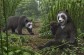 Miocene-Period Giant Panda Already Had Enigmatic Extra ‘Thumb’ | Sci.News