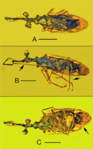 Tiny Bug from Burmese Amber Had 360-Degree Vision | Sci.News