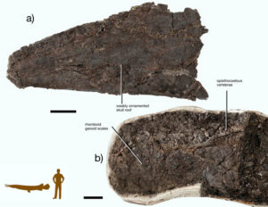 Newly-Discovered Giant Gar Species Survived Dinosaur Extinction | Sci.News
