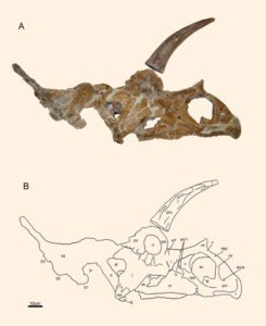 New Species of Horned Dinosaur Discovered | Sci.News