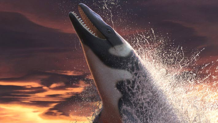 Giant Predatory Mosasaur Unearthed in Morocco | Sci.News