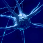 Neurons Have Emergency Back-Up System, Neuroscientists Say | Sci.News