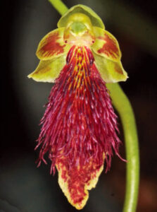 Botanists Discover Four New Orchid Species in Australia | Sci.News