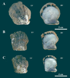 New Species of Pearl Oyster Discovered | Sci.News