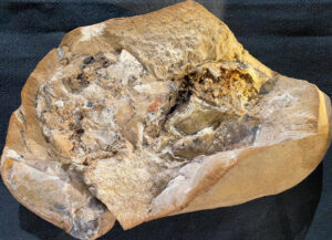 380-Million-Year-Old Mineralized Organs Reveal Insights into Early ...
