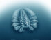 518-Million-Year-Old Armored Worm Fossil Found in China | Sci.News