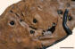 Holes of Unknown Origin Found in Tyrannosaurus rex’s Jawbone | Sci.News