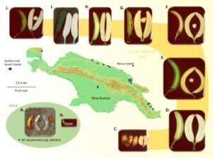 Domestication History of Bananas is More Complex Than Previously ...