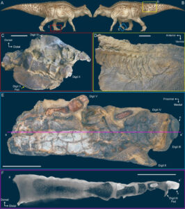 New Research Indicates Simple Path to Preserving Dinosaur Soft Tissues ...