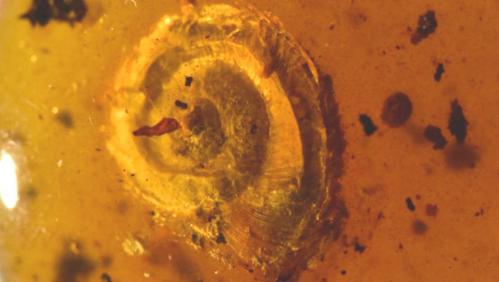 Cretaceous-Period Land Snail Had Hairy Shell | Sci.News