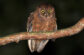 New Species of Scops-Owl Discovered in Africa | Sci.News