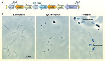 Japanese Scientists Create ‘Smallest Mobile Lifeform’ | Sci.News