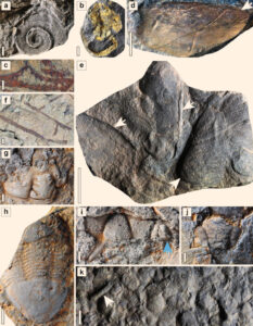 Giant Arthropods Dominated Early Ordovician Seas, Paleontologists Say ...