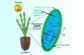 Researchers Turn Succulent Plant into Living ‘Bio-Solar Cell’ | Sci.News