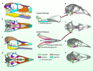 New Research Sheds More Light on Evolution of Modern Bird Skull | Sci.News