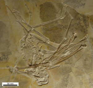 Jurassic Filter-Feeding Pterosaur Had At Least 480 Teeth | Sci.News